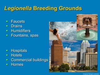 Legionella Testing: Key to Legionnaires' Disease Prevention | PDF