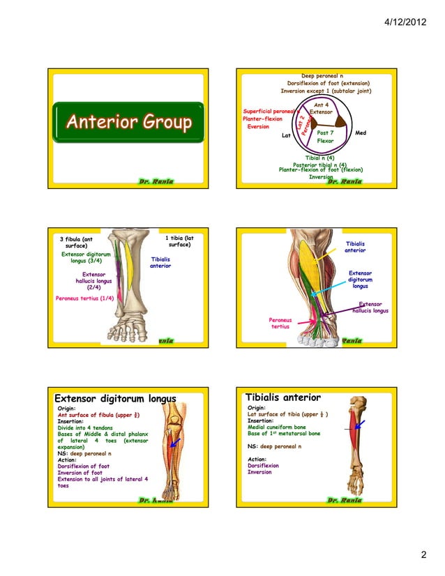 Anatomy of the Leg | PDF | Death, Injury, or Military Conflict ...