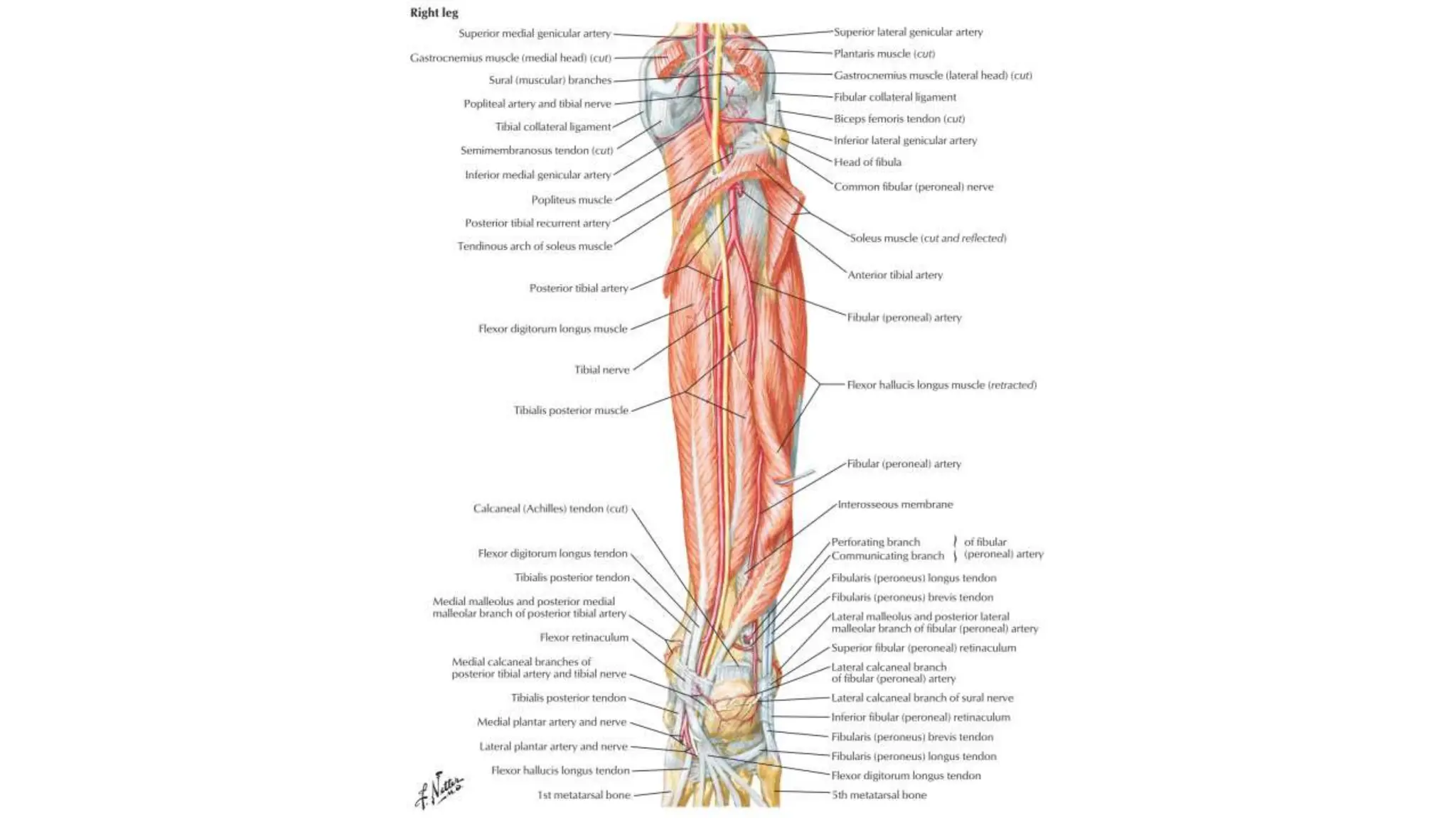 Leg Posterior Compartment.pptx