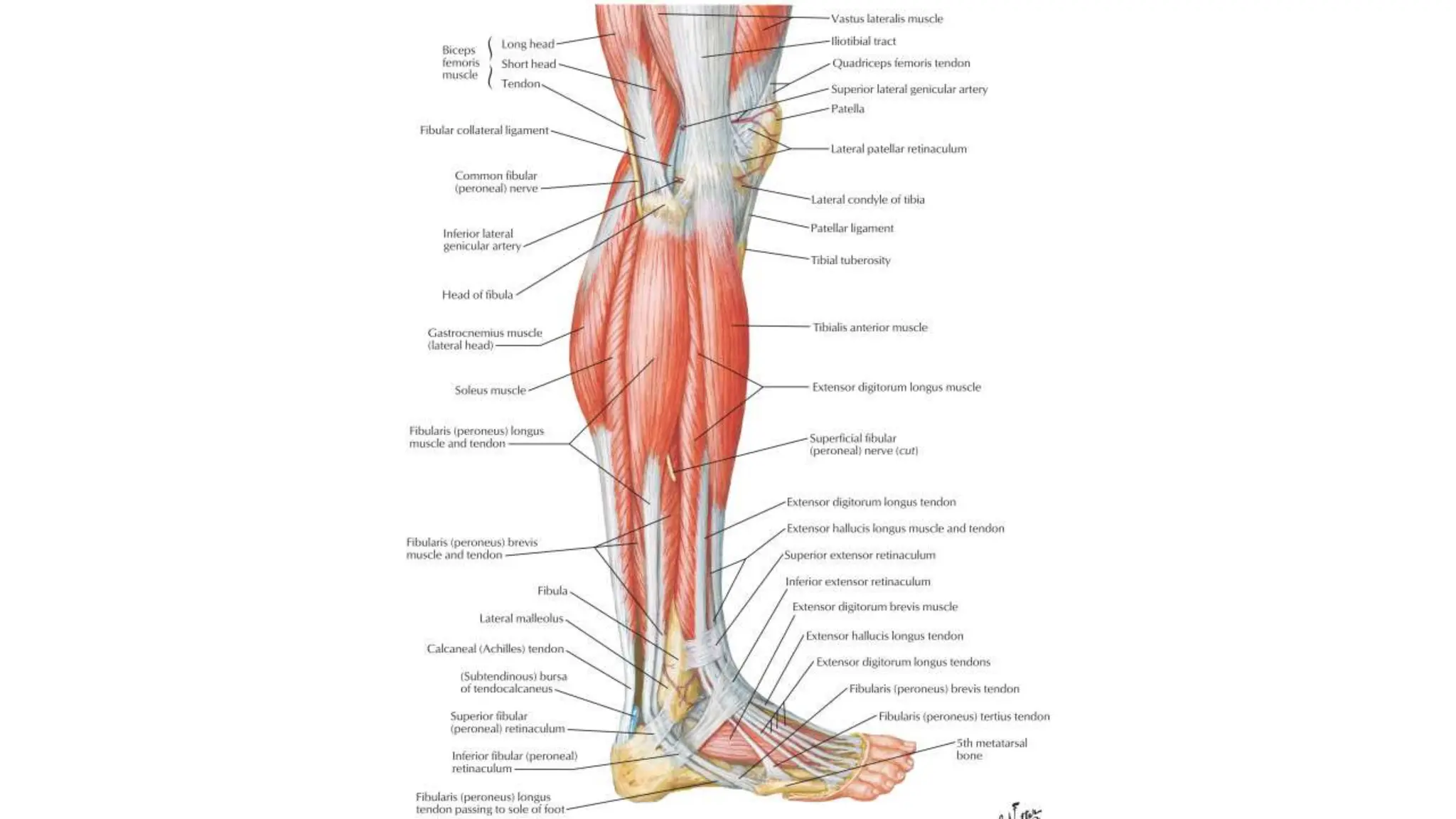 Leg Posterior Compartment.pptx