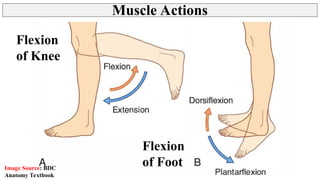 Leg Posterior Compartment - Back of Leg / Fascia Cruris | PPT