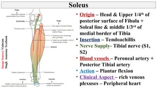 Leg Posterior Compartment - Back of Leg / Fascia Cruris | PPT