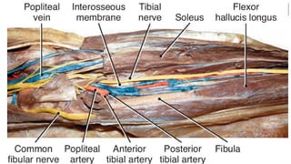 Leg Posterior Compartment - Back of Leg / Fascia Cruris | PPT