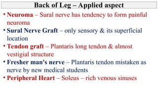Leg Posterior Compartment - Back of Leg / Fascia Cruris | PPT