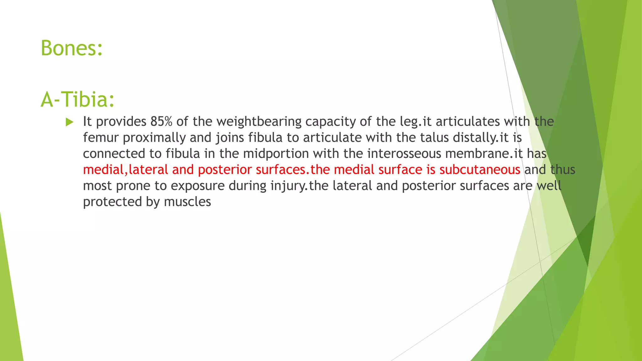 Anatomy of the Leg | PPTX