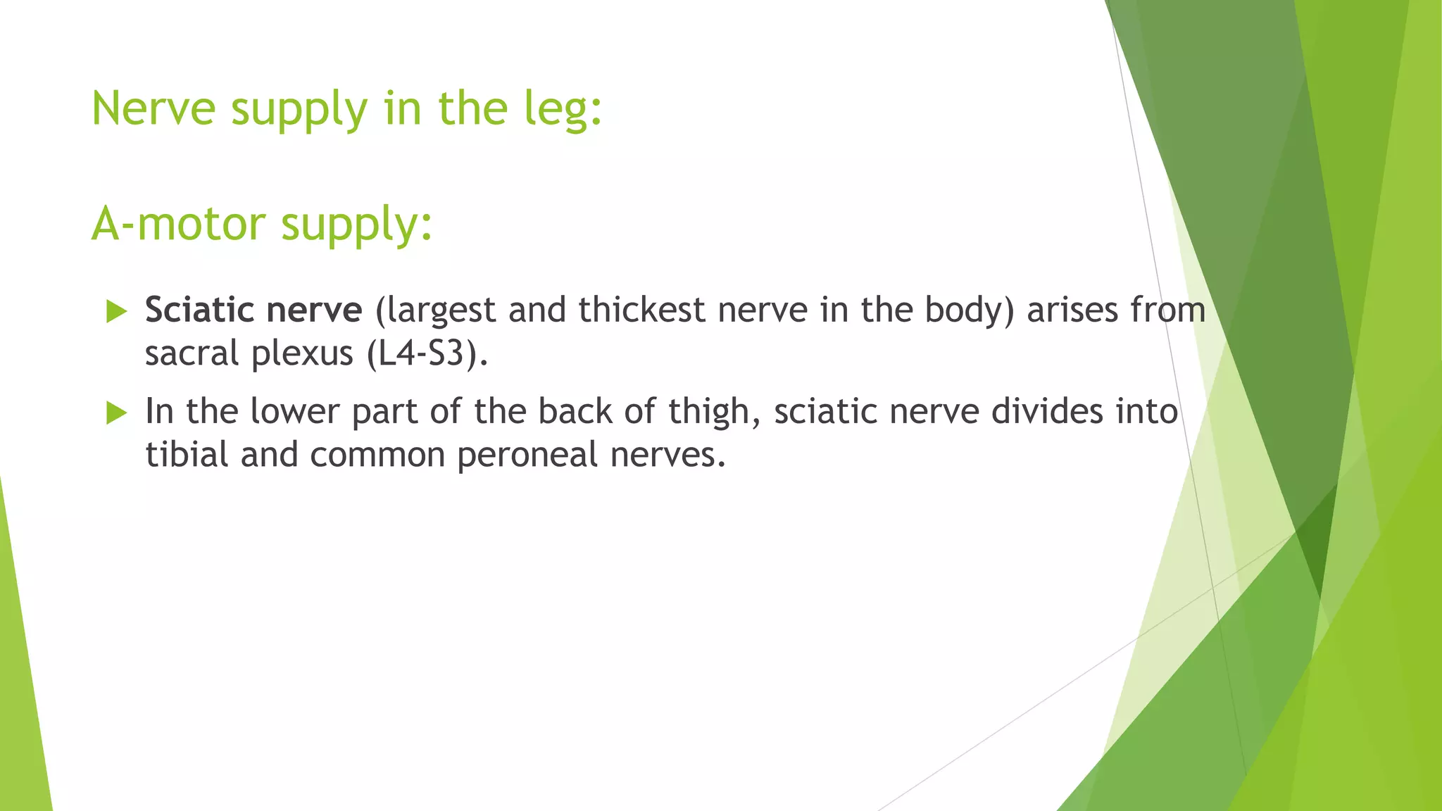 Anatomy of the Leg | PPTX