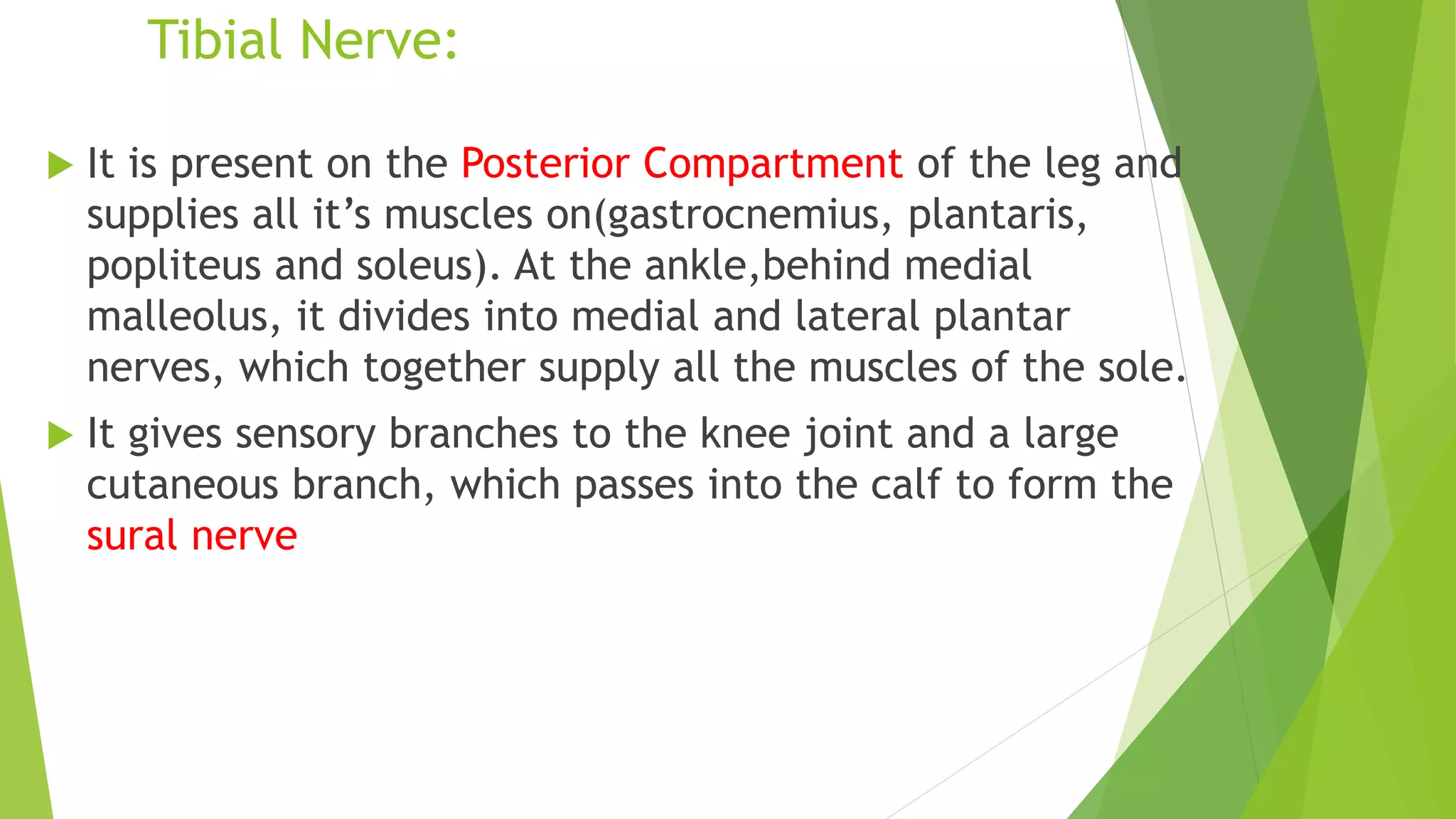 Anatomy of the Leg | PPTX