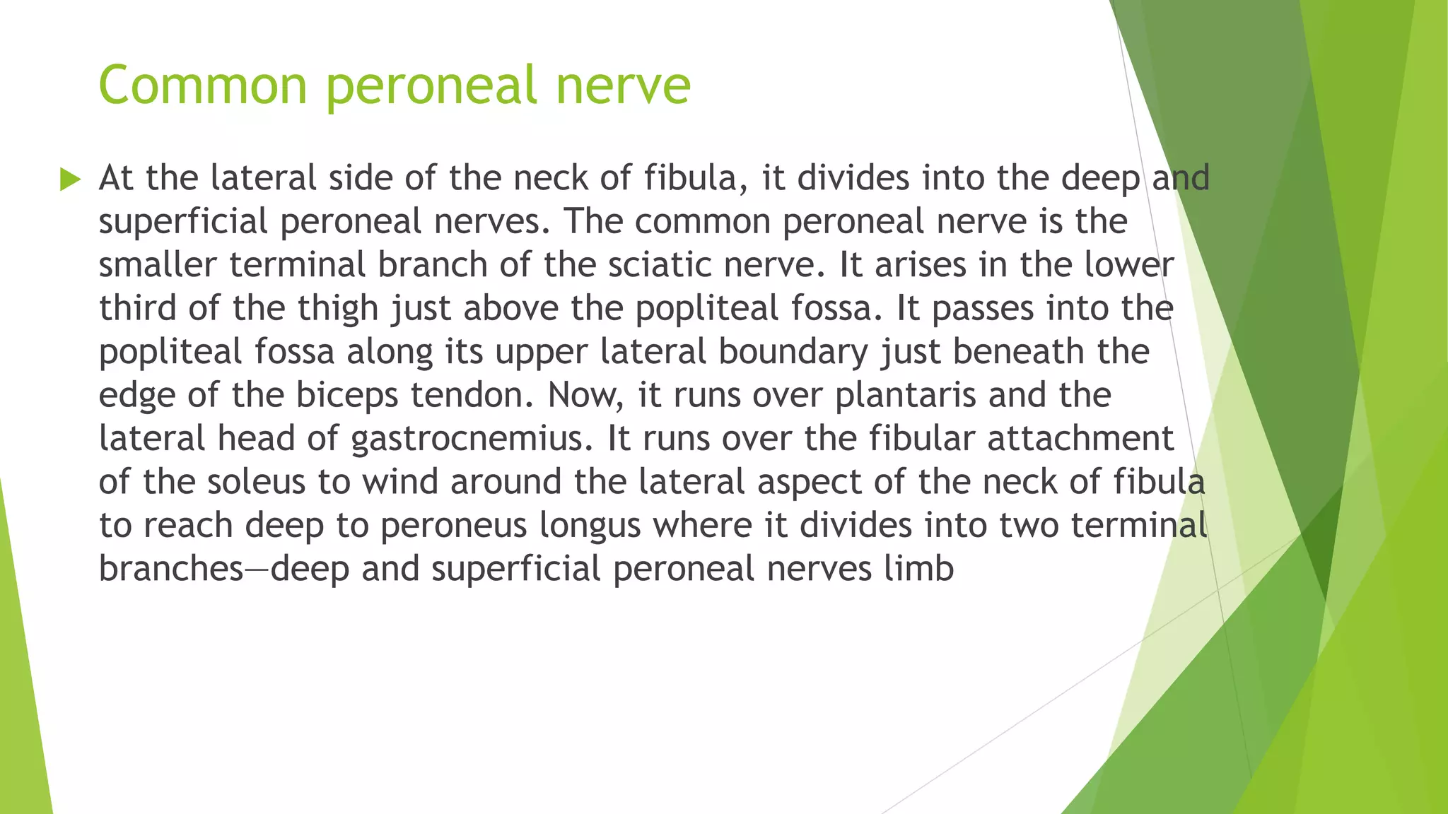 Anatomy of the Leg | PPTX