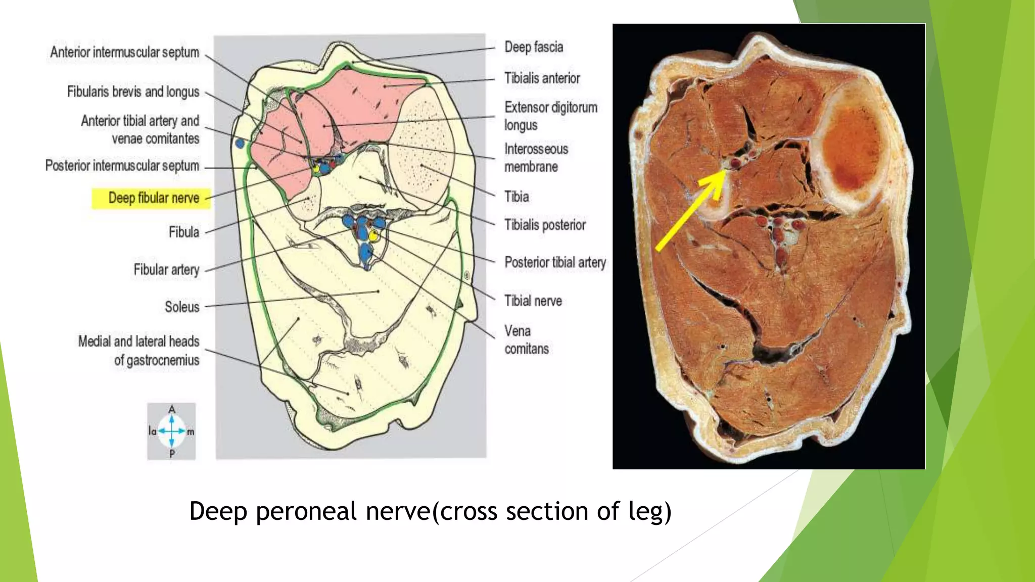Anatomy of the Leg | PPTX