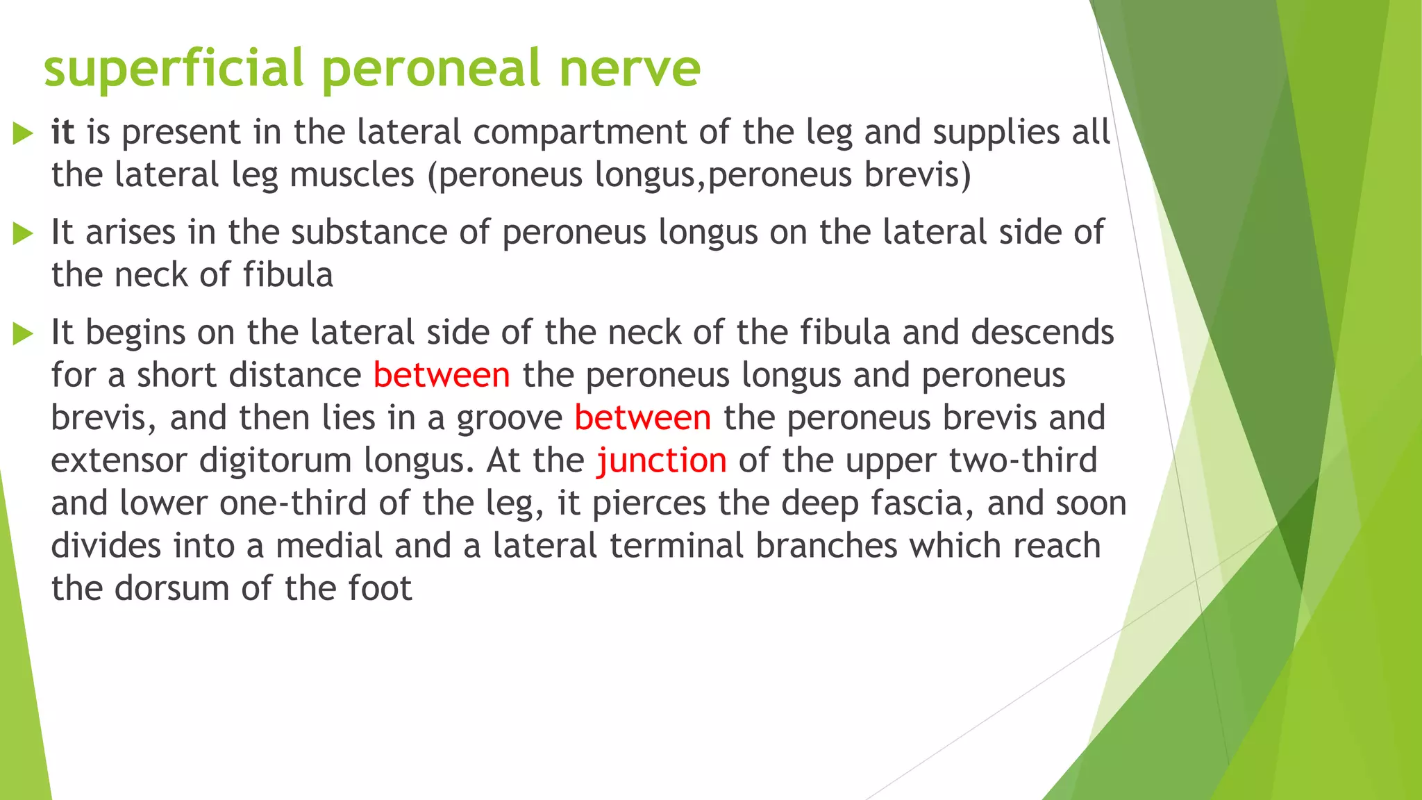 Anatomy of the Leg | PPTX