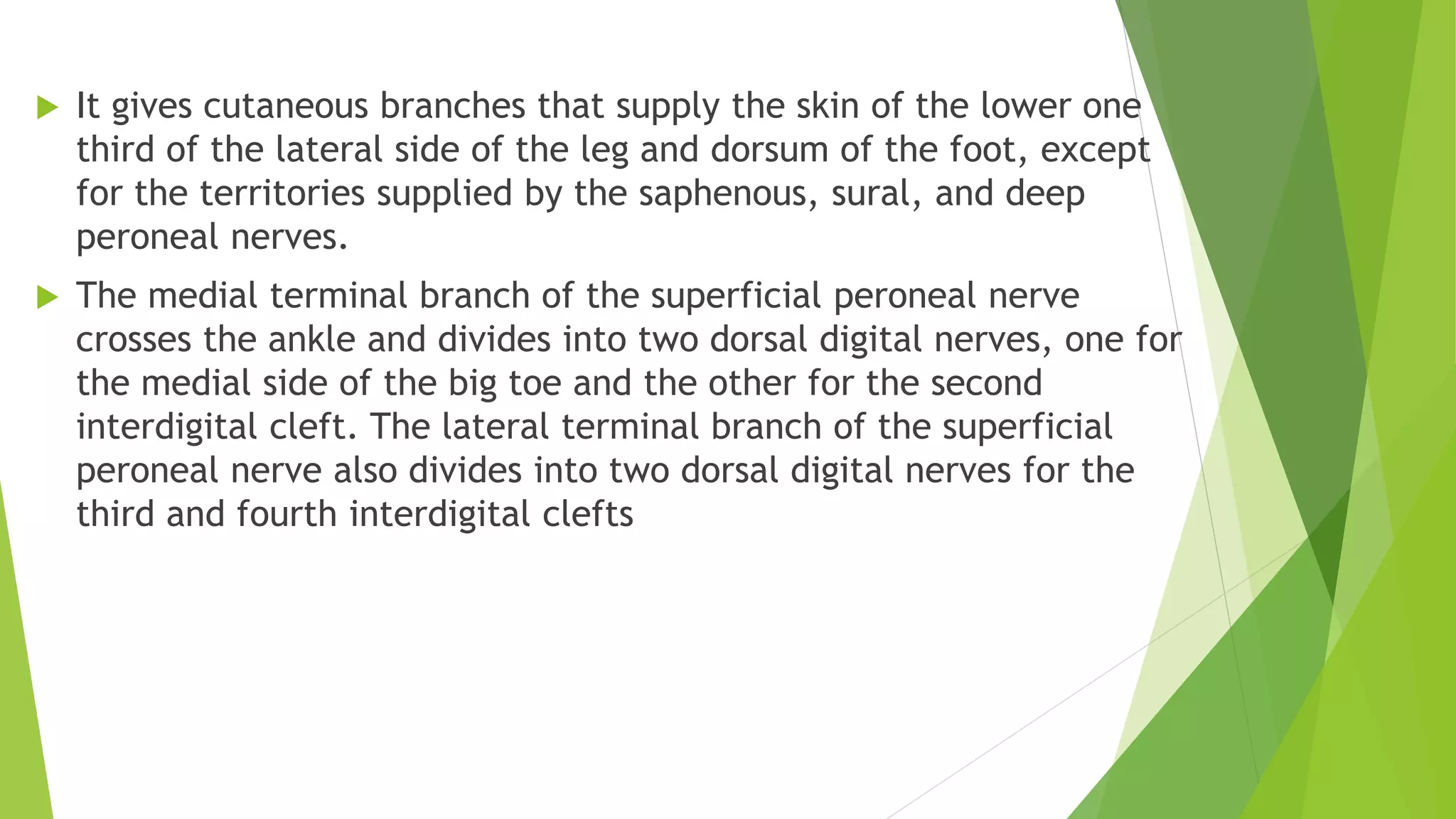 Anatomy of the Leg | PPTX