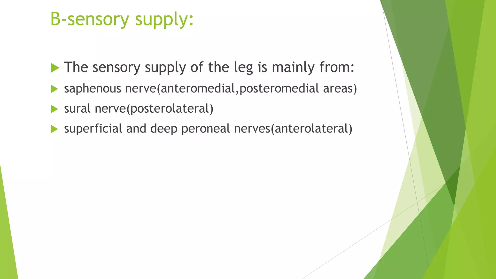 Anatomy of the Leg | PPTX
