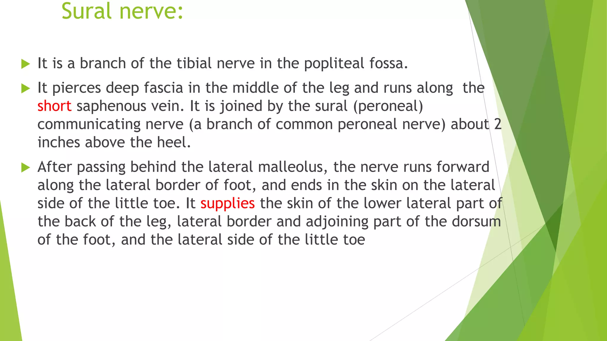 Anatomy of the Leg | PPTX