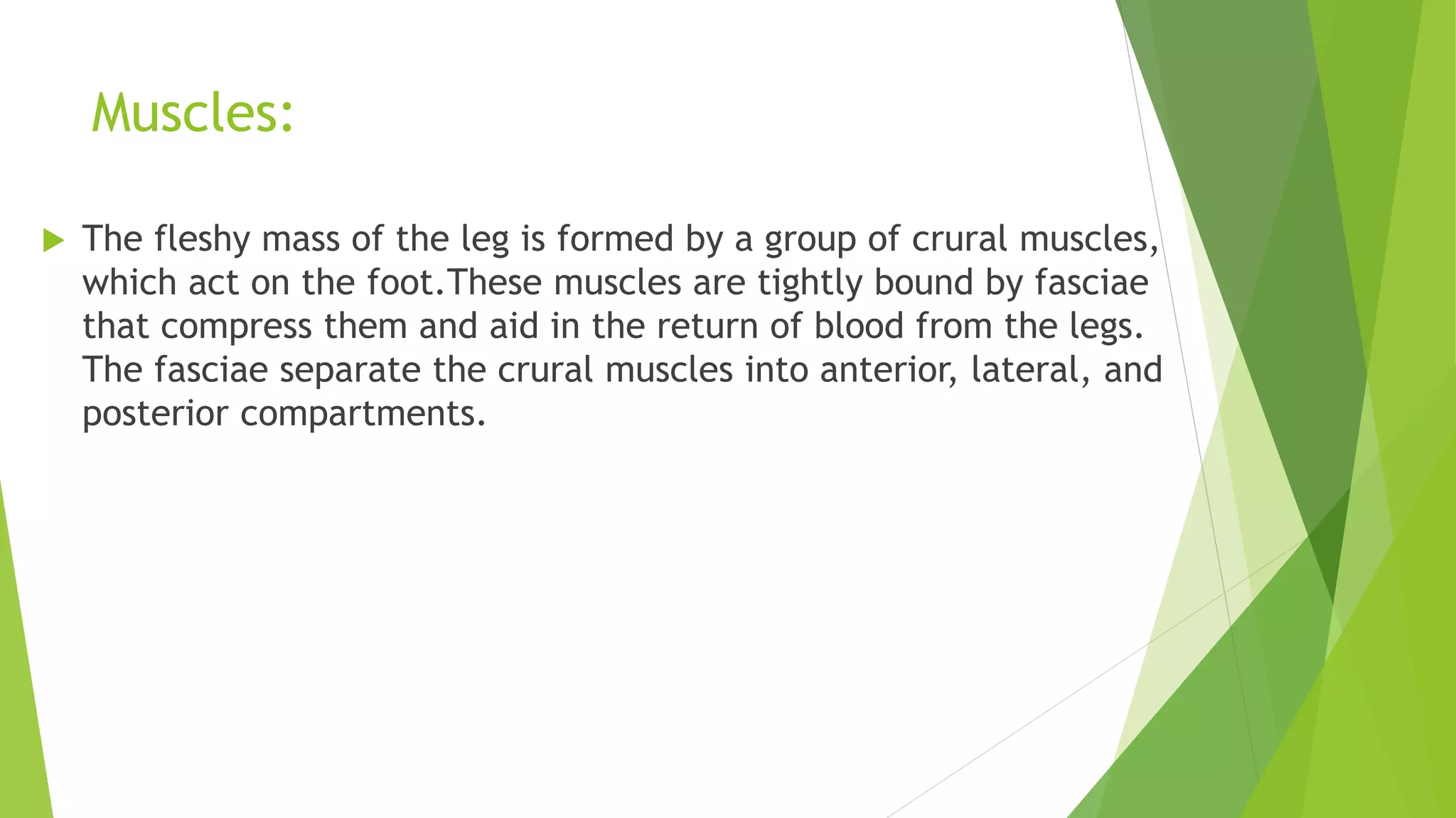 Anatomy of the Leg | PPTX