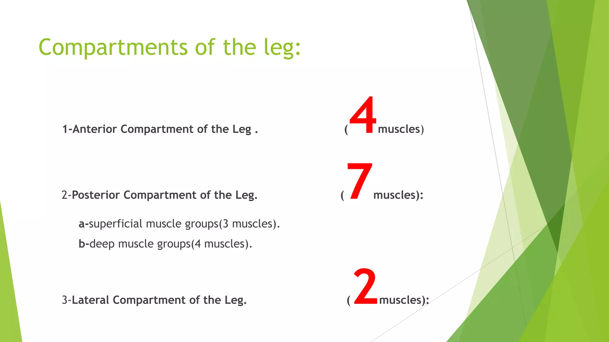 Anatomy of the Leg | PPTX