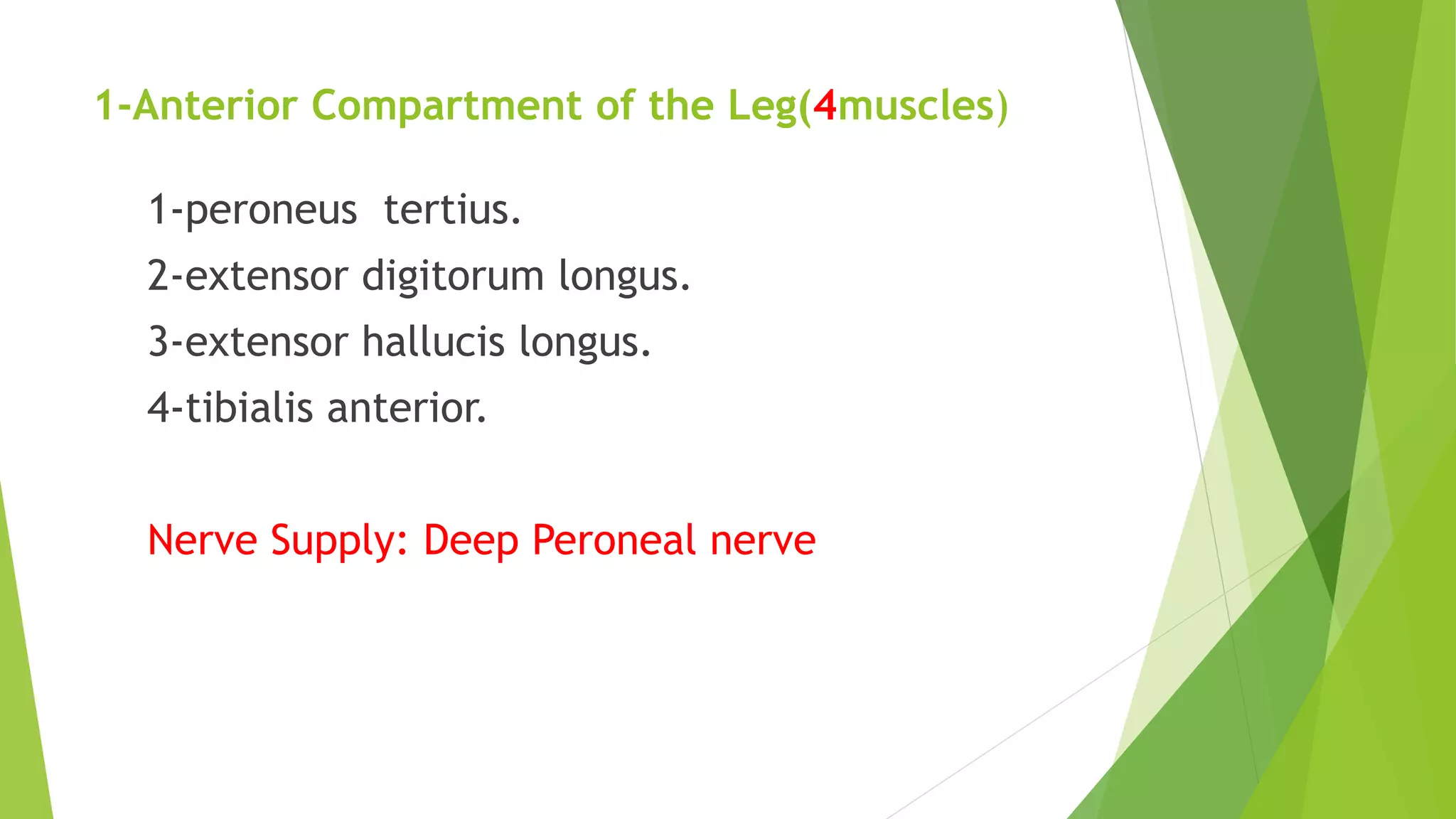 Anatomy of the Leg | PPTX