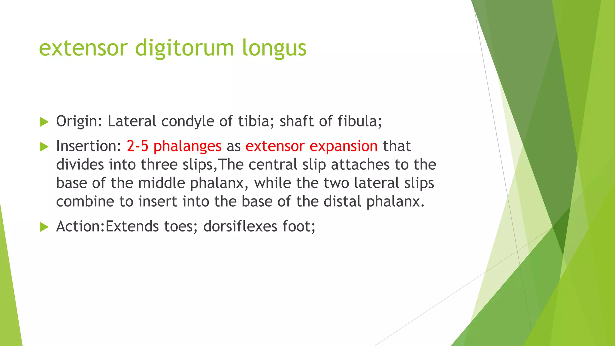 Anatomy of the Leg | PPTX