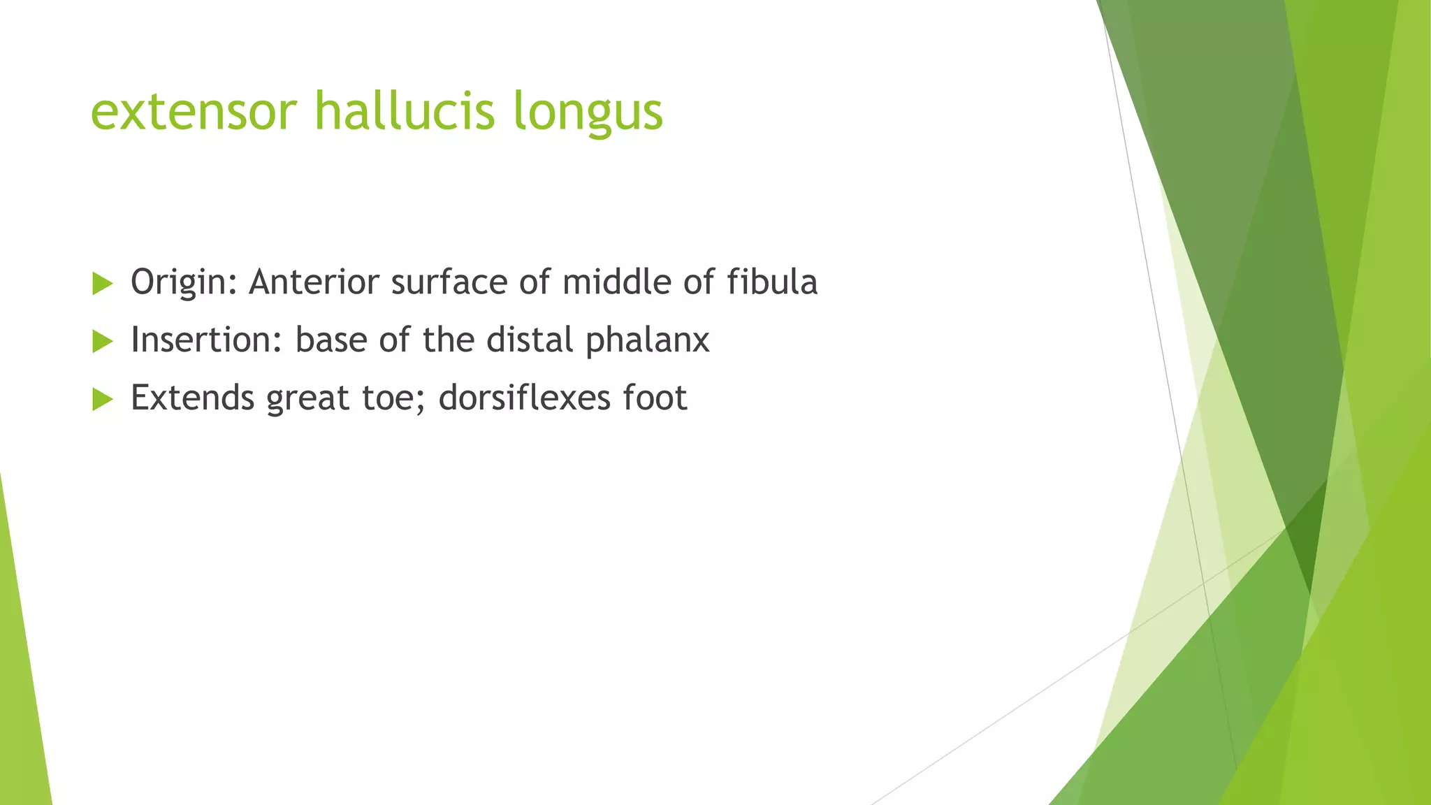 Anatomy of the Leg | PPTX