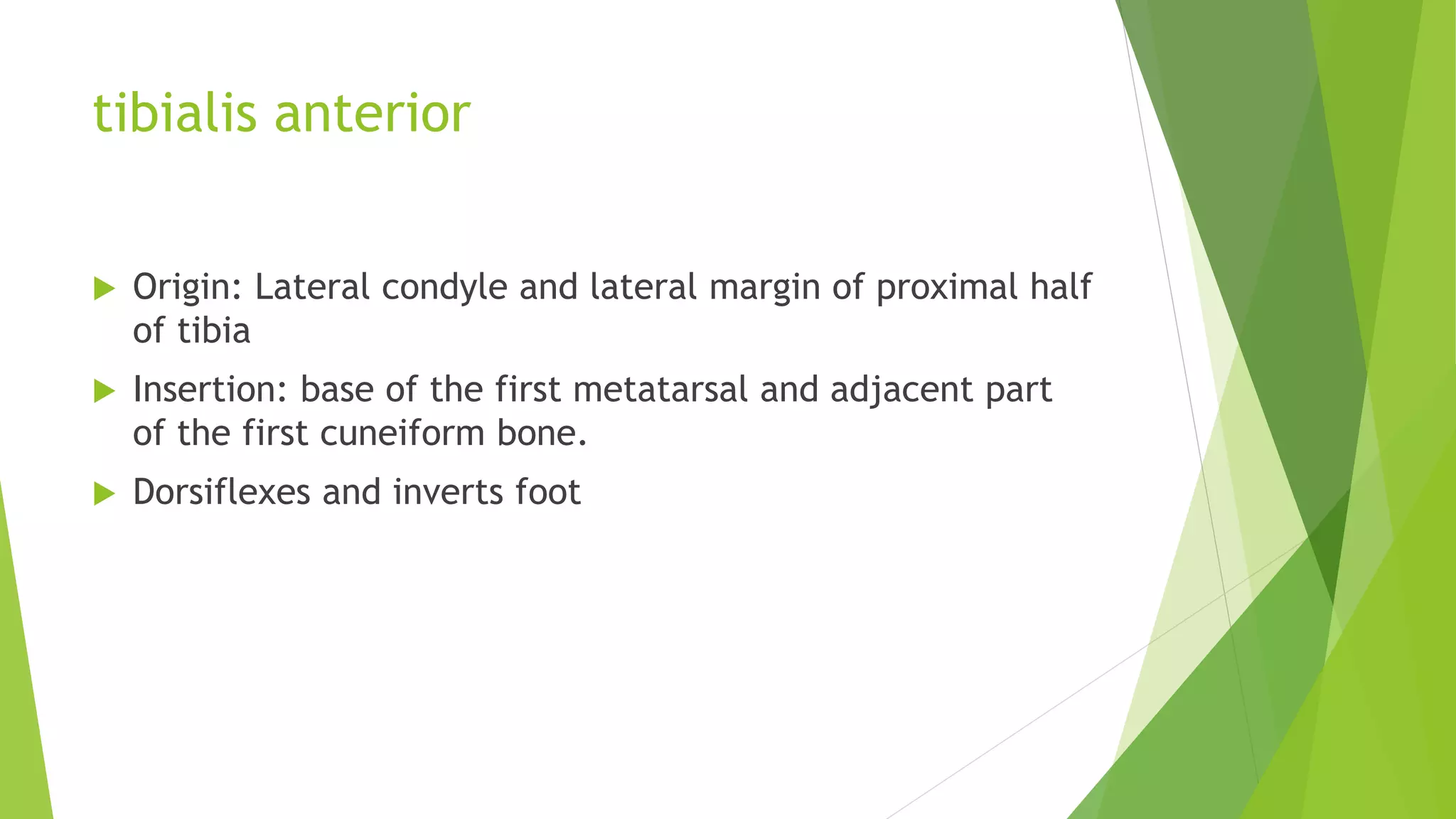 Anatomy of the Leg | PPTX