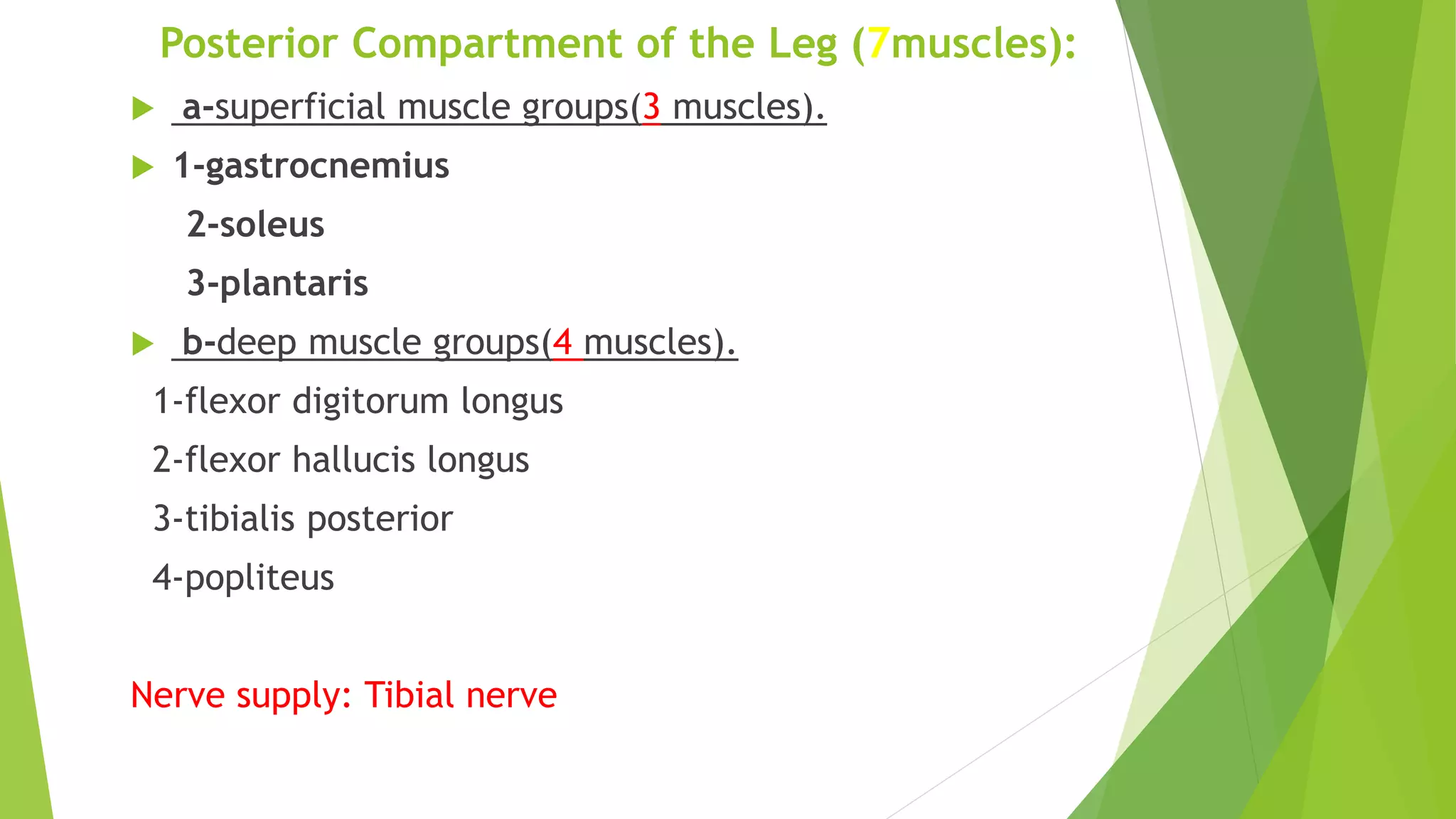 Anatomy of the Leg | PPTX