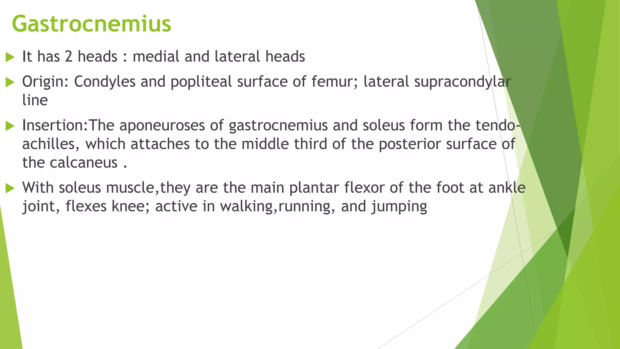Anatomy of the Leg | PPTX