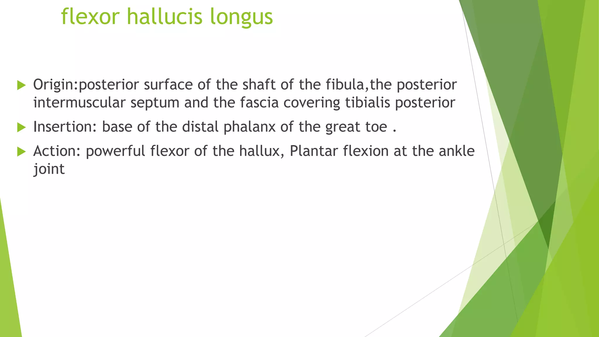 Anatomy of the Leg | PPTX