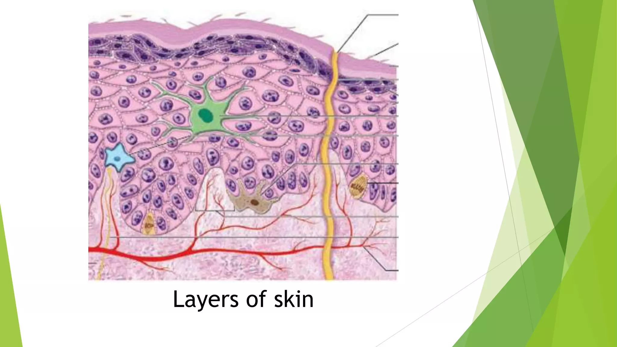Anatomy of the Leg | PPTX