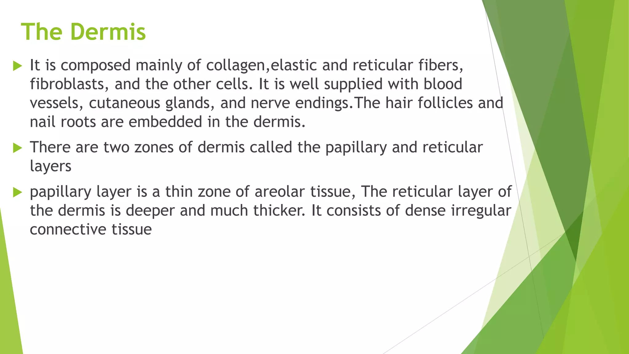 Anatomy of the Leg | PPTX