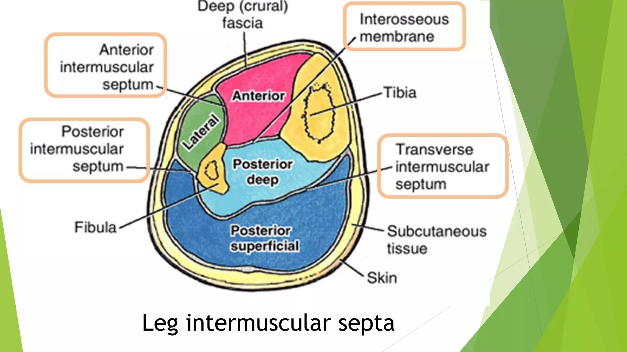 Anatomy of the Leg | PPTX