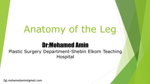 Anatomy of the Leg | PPTX