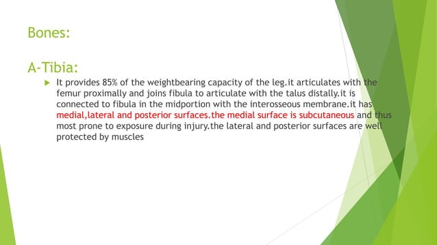 Anatomy of the Leg | PPTX