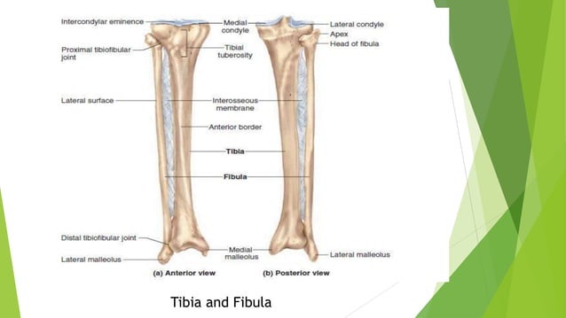Anatomy of the Leg | PPTX