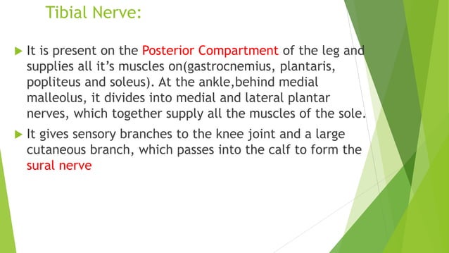 Anatomy of the Leg | PPTX