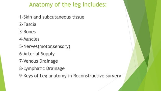 Anatomy of the Leg | PPTX