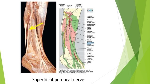 Anatomy of the Leg | PPTX