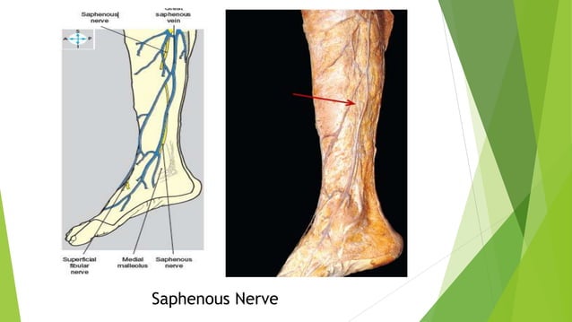 Anatomy of the Leg | PPTX