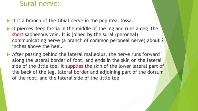 Anatomy of the Leg | PPTX