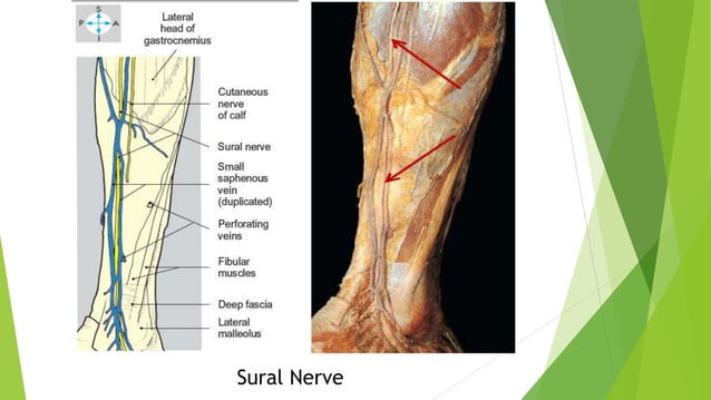 Anatomy of the Leg | PPTX