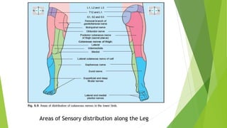 Anatomy of the Leg | PPTX