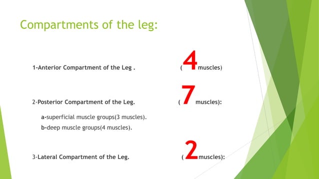 Anatomy of the Leg | PPTX