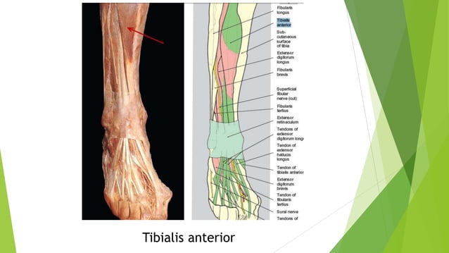 Anatomy of the Leg | PPTX