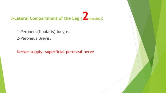 Anatomy of the Leg | PPTX