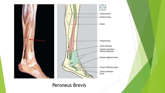 Anatomy of the Leg | PPTX