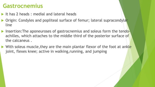 Anatomy of the Leg | PPTX