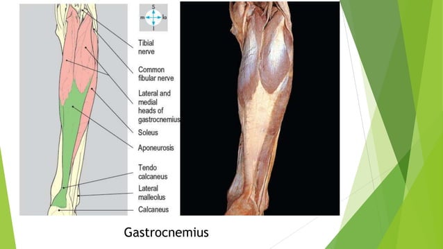 Anatomy of the Leg | PPTX