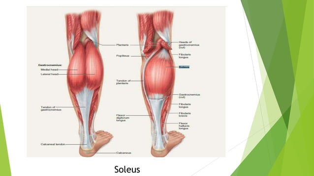 Anatomy of the Leg | PPTX