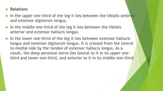 Anatomy of the Leg | PPTX