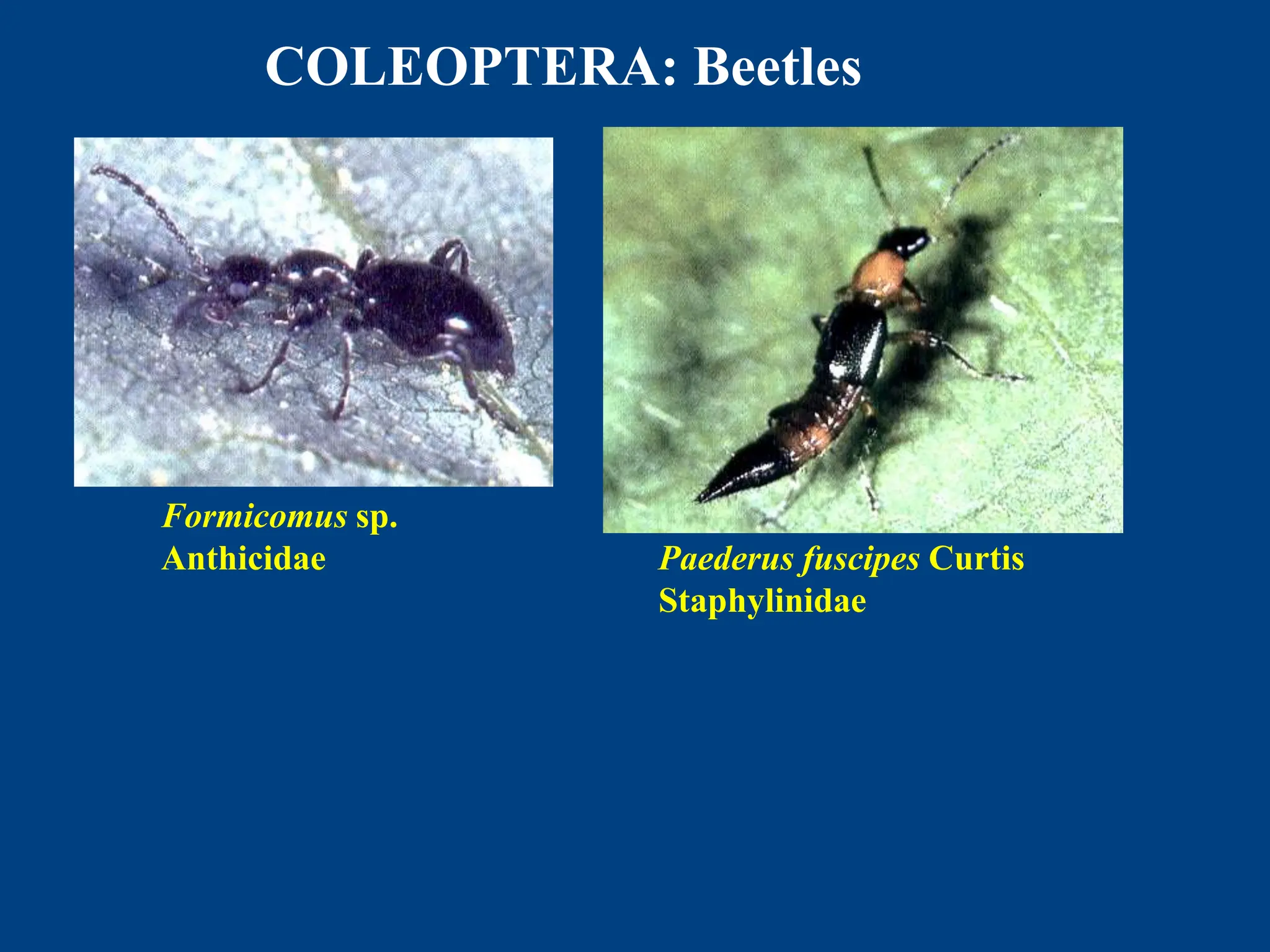Legume Insect NEs.ppt