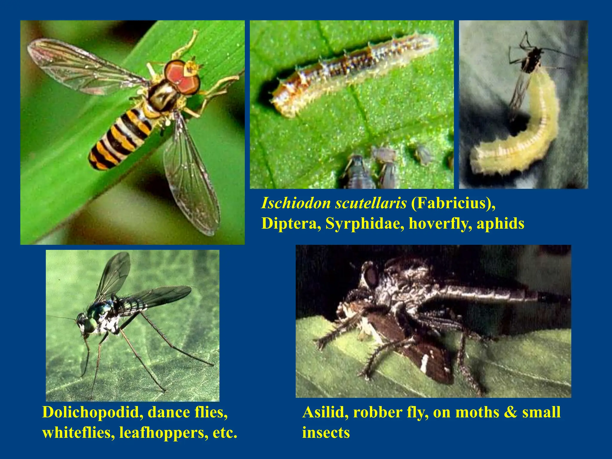 Legume Insect NEs.ppt