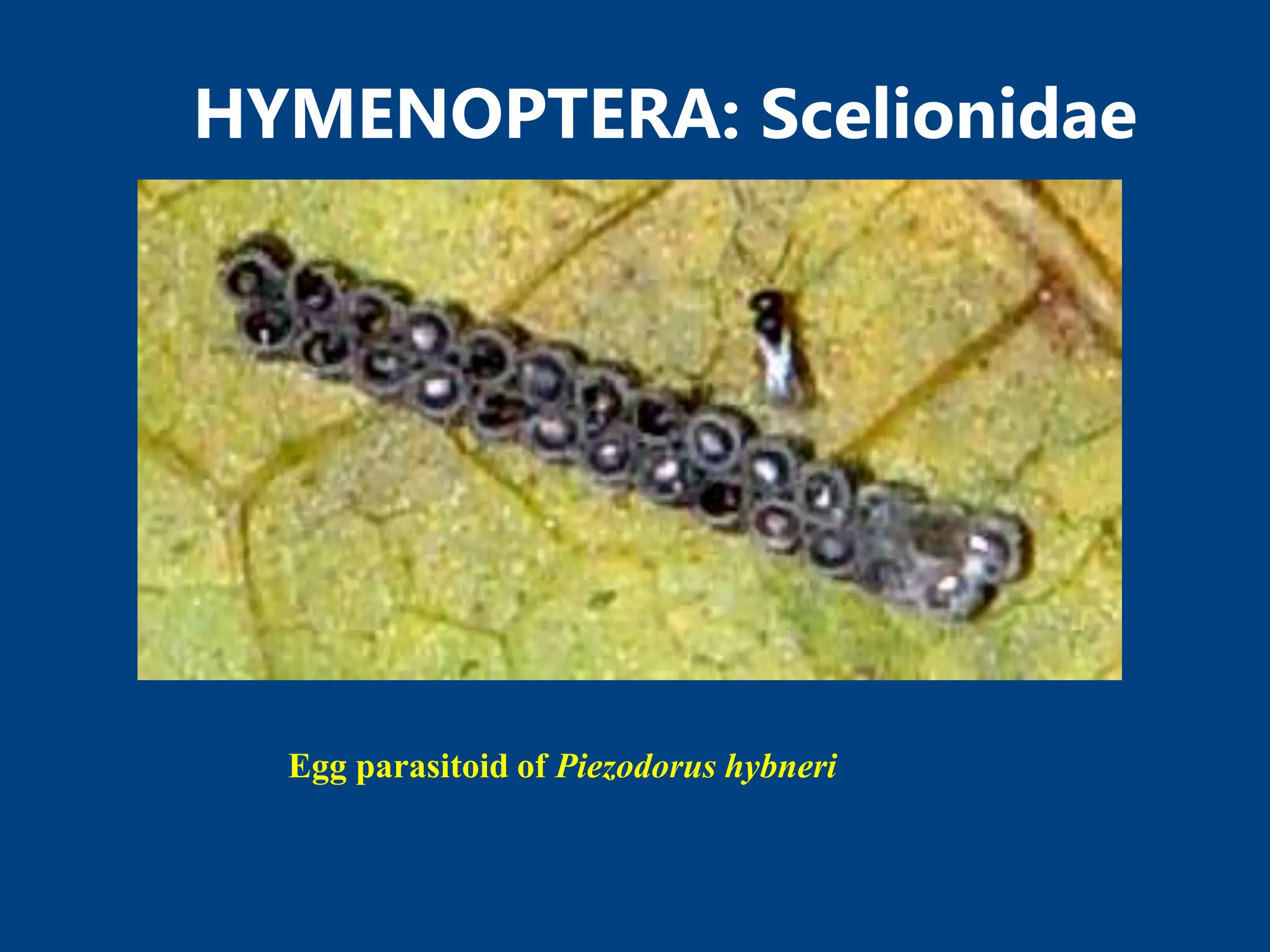 Legume Insect NEs.ppt
